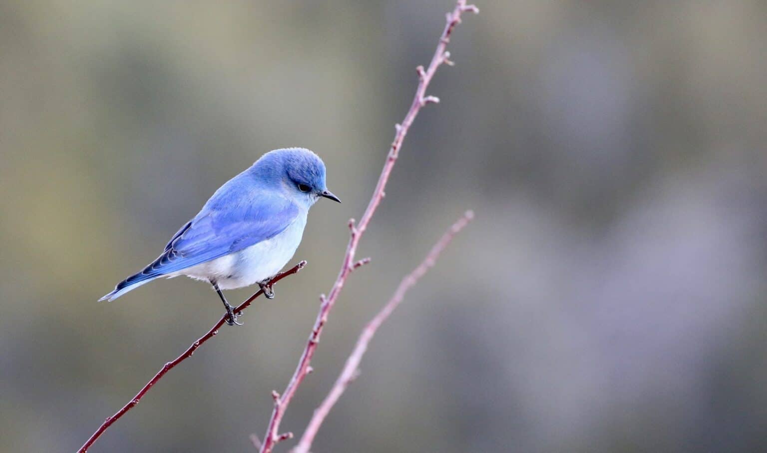 The Top 15 Twitter Clients You Can Still Use in 2024